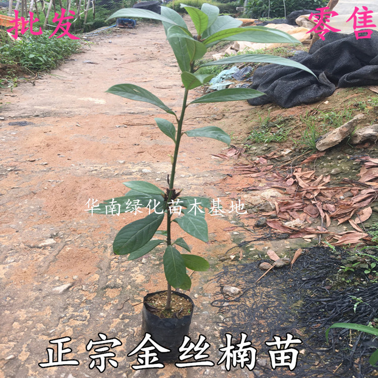 天然檀香树苗天然檀香苗图片天然檀香花第5页大山谷图库