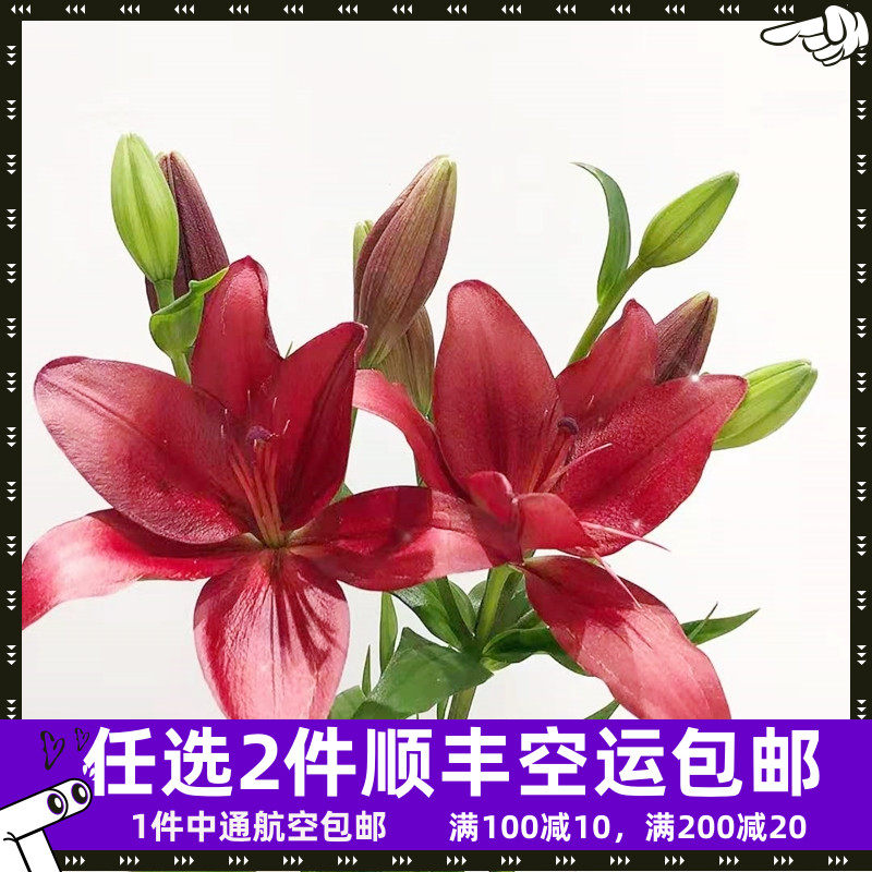 云南鲜花直发红宝石红色母亲节亚百合斗南水养家用婚礼空运鲜切花