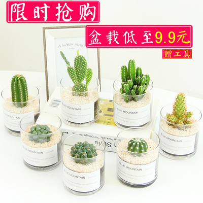 多肉植物仙人掌类小盆栽室内桌面好养耐活开花仙人球可爱绿植玉露