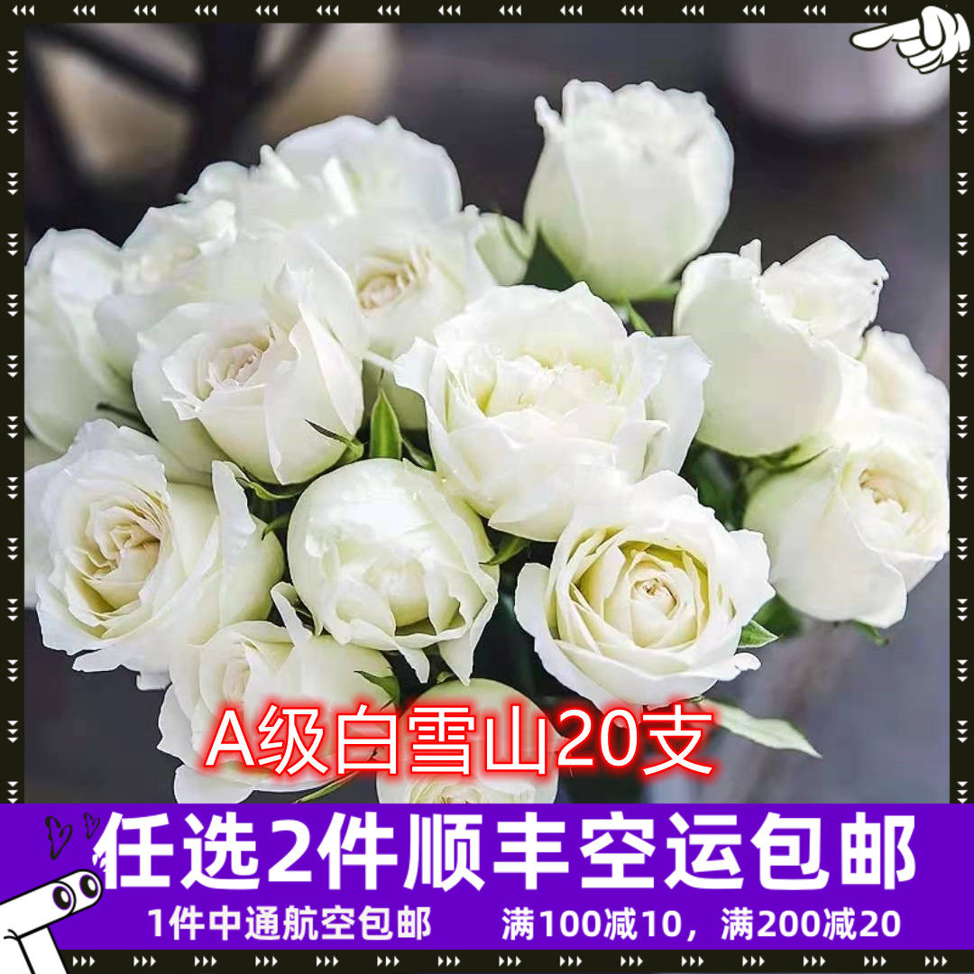 A级白雪山玫瑰鲜切花白色大花云南基地自发直批婚礼昆明斗南直供