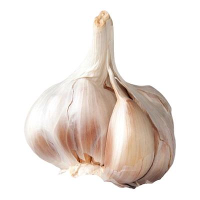 大蒜蒜种蒜头种子红皮干蒜种籽