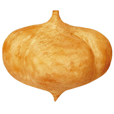 牧马山凉薯种子种籽孑白瓤早熟苗