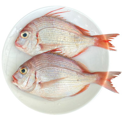 红立鱼新鲜潮汕赤涩鱼冷冻潮汕海鲜水产红鱼海捕海鱼红伴鱼500g