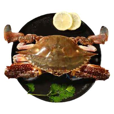 特大号东海梭子蟹顺丰包邮