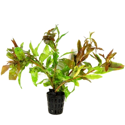 鱼缸阳性水草红色植物红雨伞