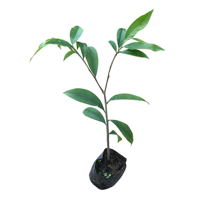 名贵药材树奇楠沉香苗