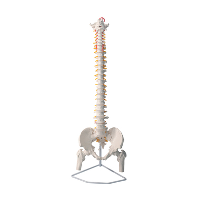 动态脊椎骨骼模型教具