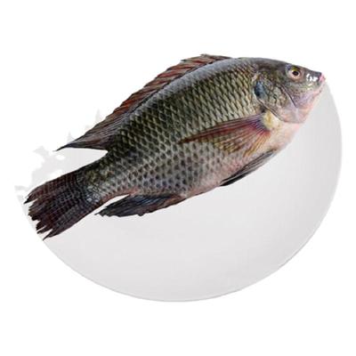 三去罗非鱼22条新鲜冷冻商用