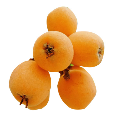 大五星枇杷苗树无核琵琶当年结果