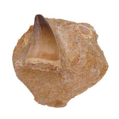 天然摩洛哥沧龙古生物奇石摆件