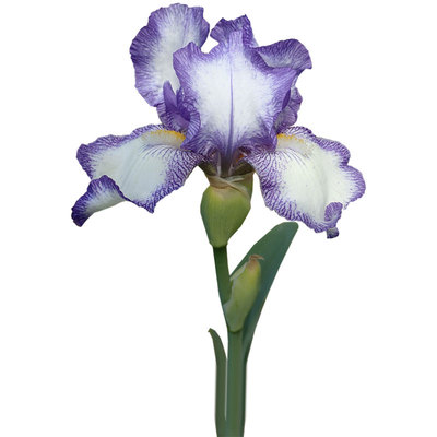 德国鸢尾虹越进口多年生