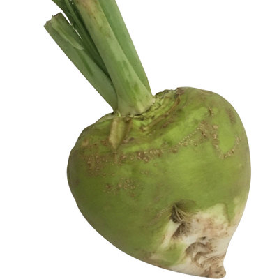 2025年芥菜疙瘩新鲜现挖辣菜疙瘩大头菜生疙瘩腌制咸菜下饭菜芥菜