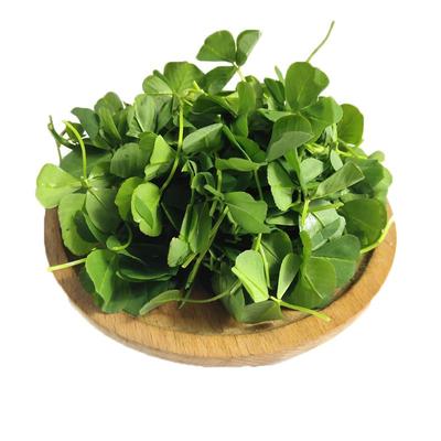 新鲜草头2斤 上海本地农家三叶菜 新鲜蔬菜金花菜苜蓿草本地草头