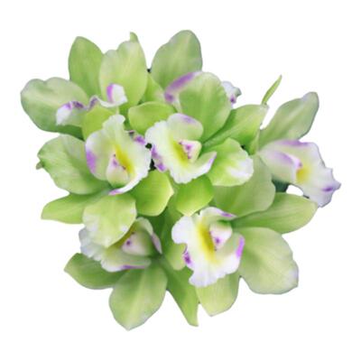 雅韵堂兰花易开花阳台包邮卡特兰