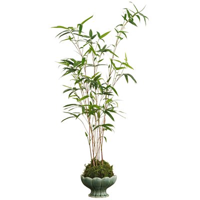 红观音竹米竹盆栽客厅室内绿植