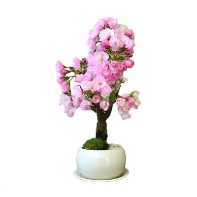 樱花树苗盆栽室外四季开花嫁接苗