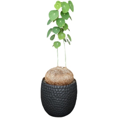 绿植金不换爬藤盆景办公室山乌龟