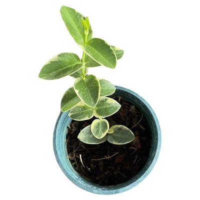 孜然外锦球兰 (Hoya Cumingiana Albomarginata)小叶直立珍稀品种