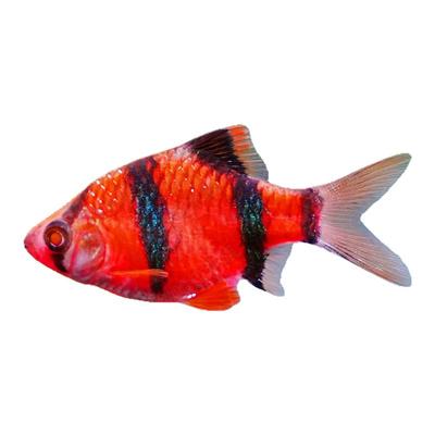 红虎皮鱼荧光红四间鱼