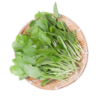 鸡毛菜种子四季速生小白菜种籽小青菜油菜籽种上海青蔬菜大全种孑