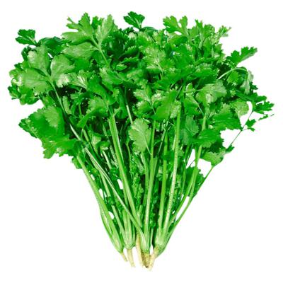 老品种四季大叶香菜阳台盆栽芫荽