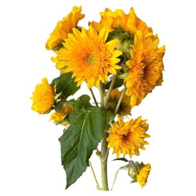 3枝泰迪向日葵混搭花束生日礼物