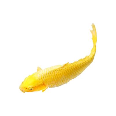 锦鲤鱼金活黄龙凤冷水淡好养耐苗