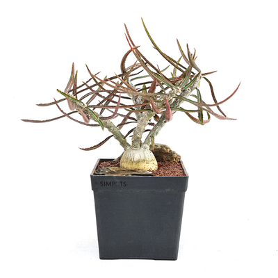 瓦莲大戟马岛块根潮玩盆栽绿植