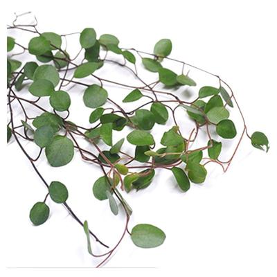 摆盘装饰顺丰快递包邮