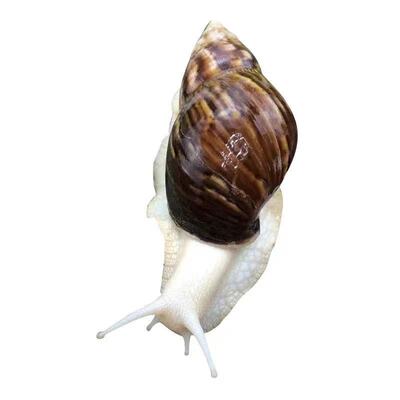 宠物教学小蜗牛上课科学课套餐