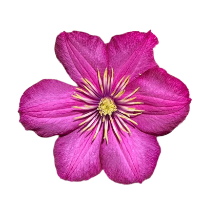 铁线莲里昂村庄三类重剪洋红大花丰花爆花强抗病耐热耐寒无需春化