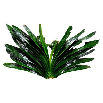 长春新款正版君子兰 精品高蜡质麻脸油匠 粗筋坑纹技师小苗宽短叶