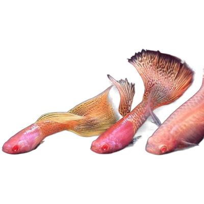 金属黄蕾丝白子大C粉嘟嘟粉脸蛋