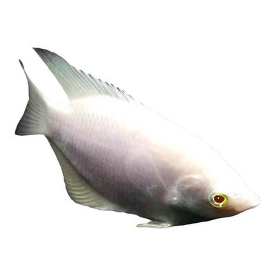 红眼招财鱼战船古代包邮