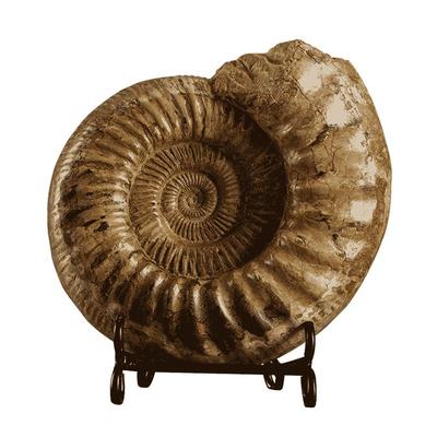 古生物化石标本真品菊石摆件海螺