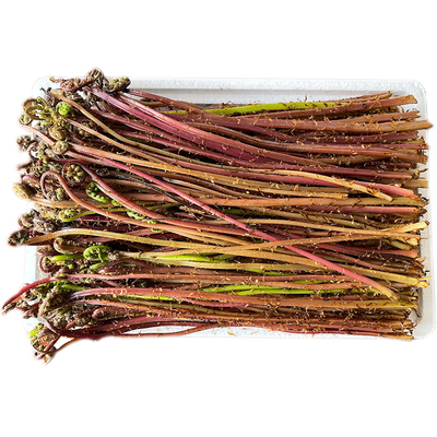 猴腿菜东北特产山野菜猴腿野生蕨菜现摘山菜500g顺丰包邮
