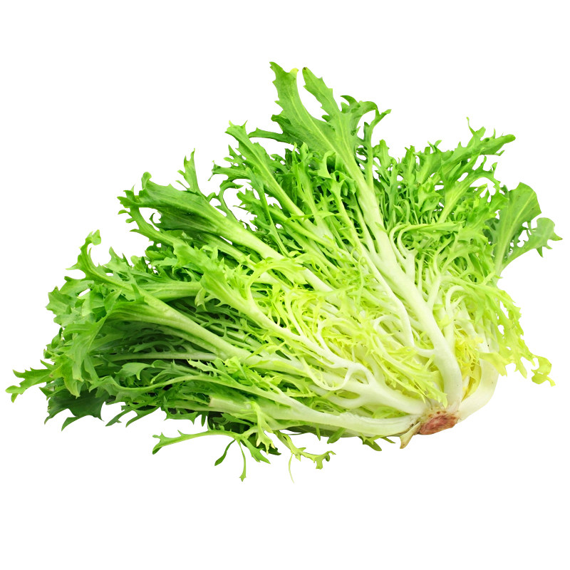 黄心细叶苦菊菜种籽碎叶皇帝苦苣蔬菜种孑子四季播青生菜冬季夏季_虎窝淘