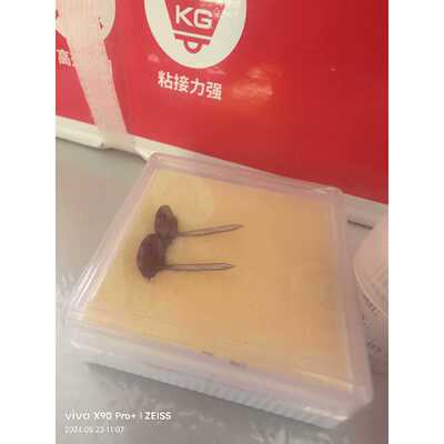{议价}古河S7电极棒S99电极S3熔接机电极Fite