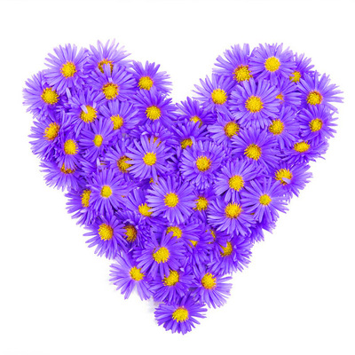 紫菀花种子荷兰菊花籽耐寒耐旱多年生阳台爆盆盆栽四季易活花种孑