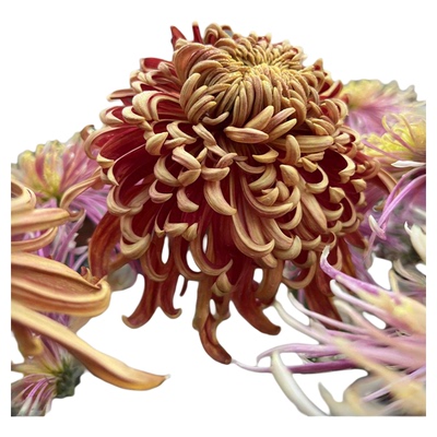 花彩传统大菊花盆栽独本菊花苗