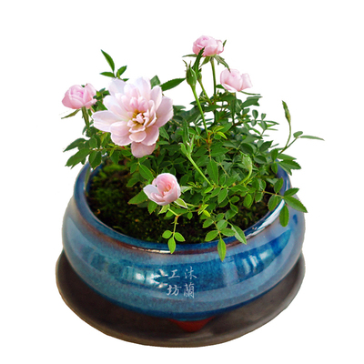 日本姬乙女月季窗台桌面小巧可爱