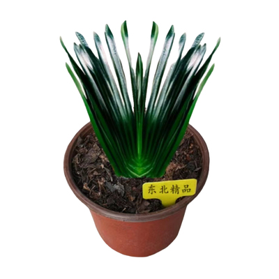 君子兰盆栽君子兰室内观赏