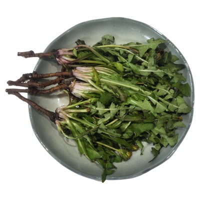 野生新鲜蒲公英现挖现发蔬菜包邮