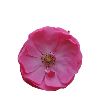 安吉拉藤本月季花大苗盆栽