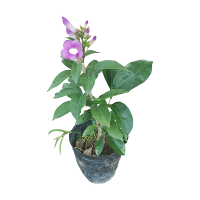 蒜香藤爬藤植物庭院阳台四季可种