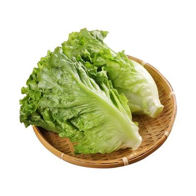甜脆意大利生菜种子脆嫩