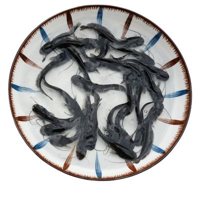 南方大口鲶鱼苗冷水淡水养殖