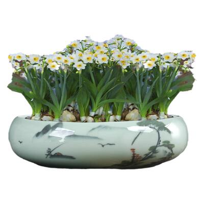 手绘青瓷中国风水仙陶瓷花盆睡碗莲塔竹水养盆载器皿无孔圆形花盘