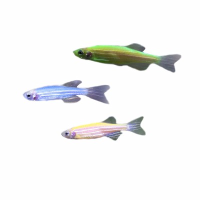 荧光斑马鱼青苹果绿小型冷水鱼