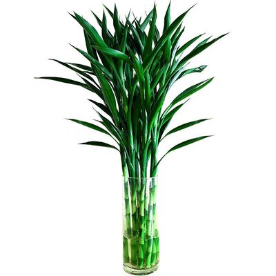 招财竹细叶富贵竹发财竹室内水培绿植四季常青水培鲜花桌面绿植